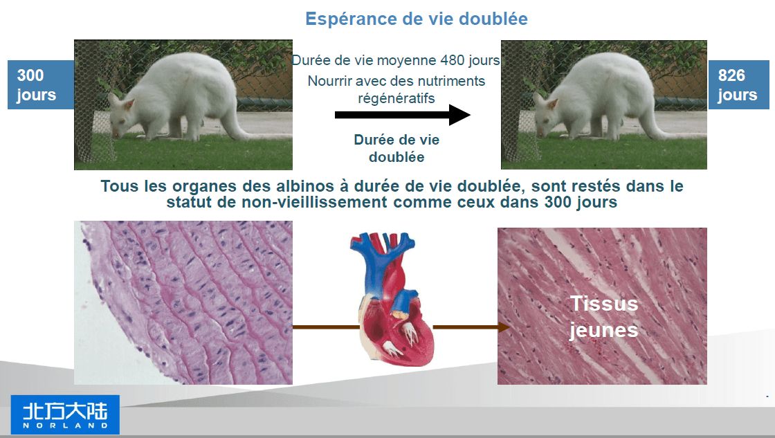 Gastro Intestinale Capsule Mebo GI | JANGA SHOP